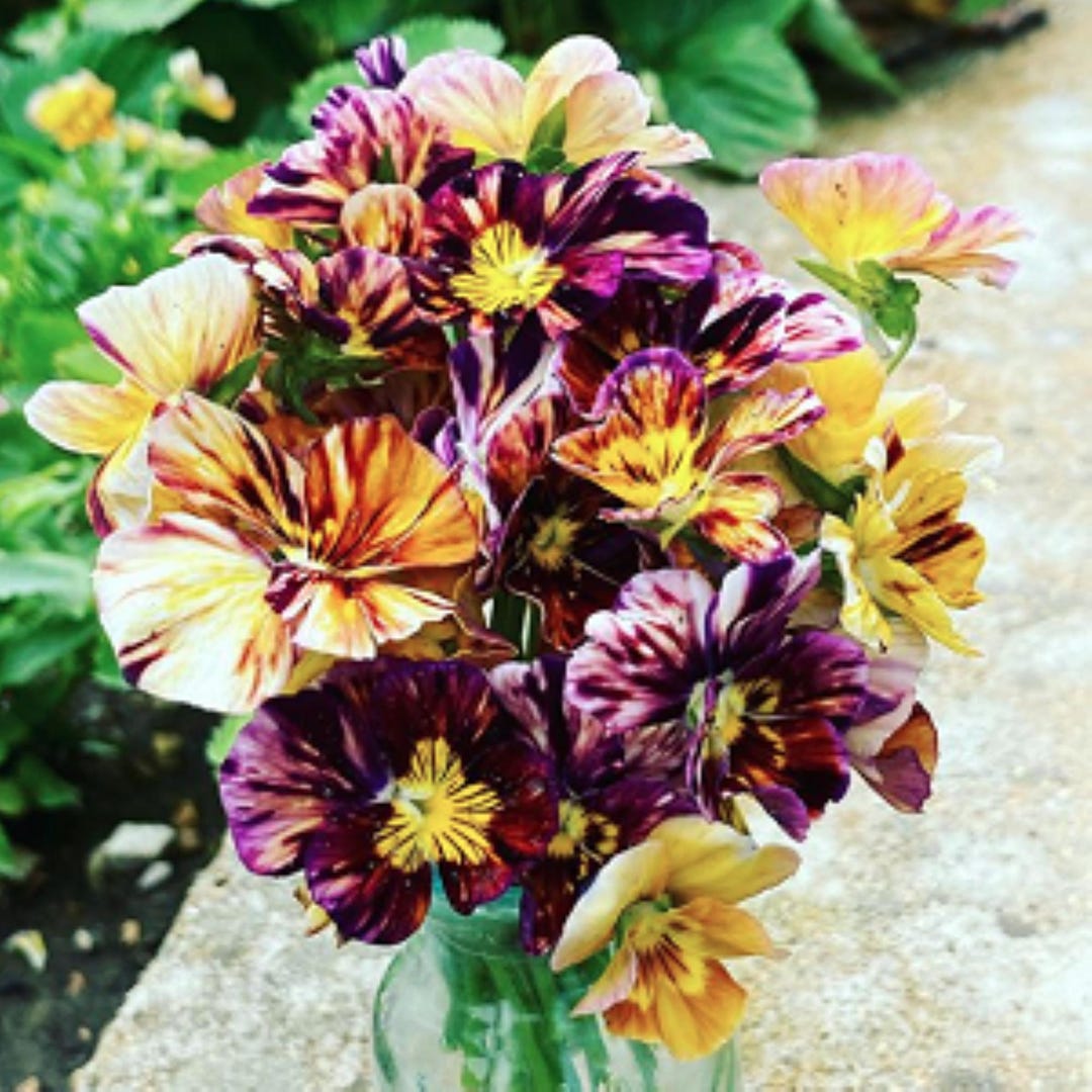 Pansy Brush Strokes -15 Seeds - Edible - Viola Cornuta - Etsy