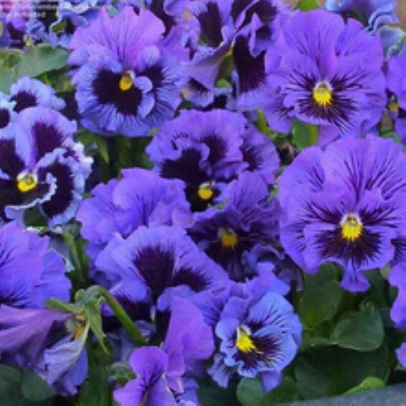 Pansy Frizzle Sizzle Blue - 15 Seeds - Frilly Petals! - Viola X ...