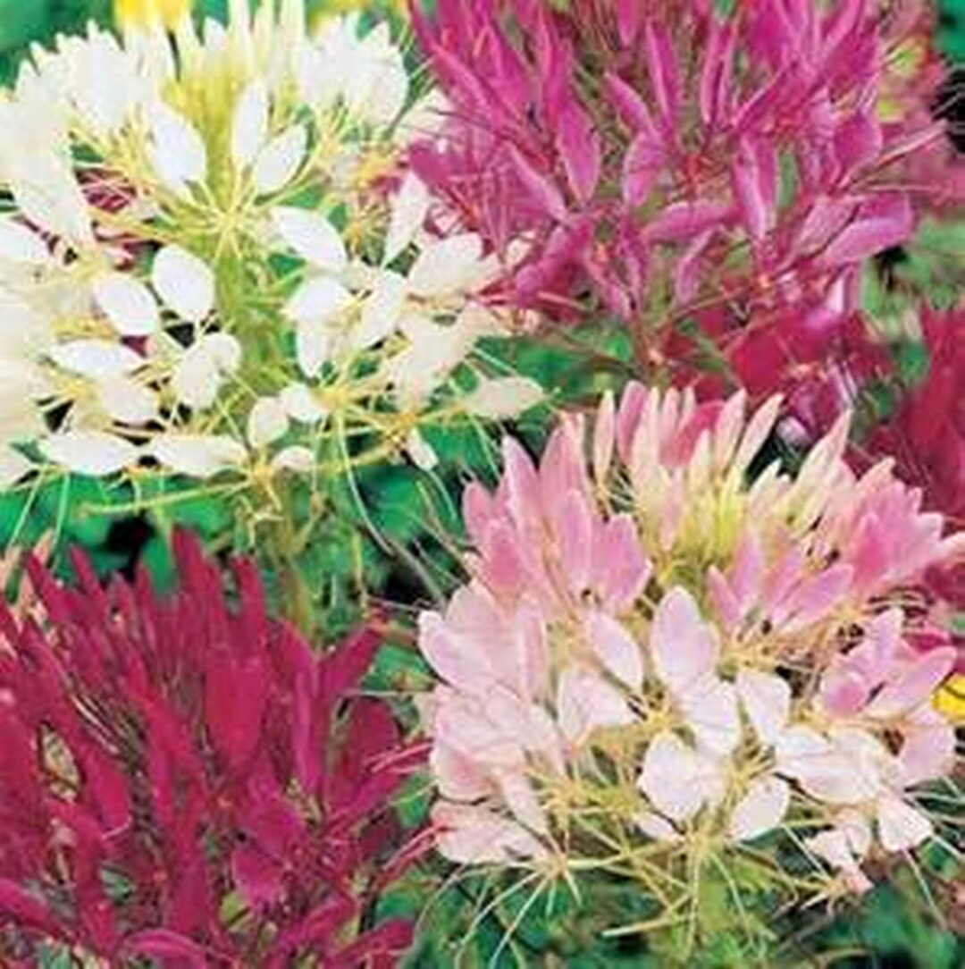 Cleome Queen Mix - 100 Seeds - Spider Plant - Cleome Hassleriana - Etsy