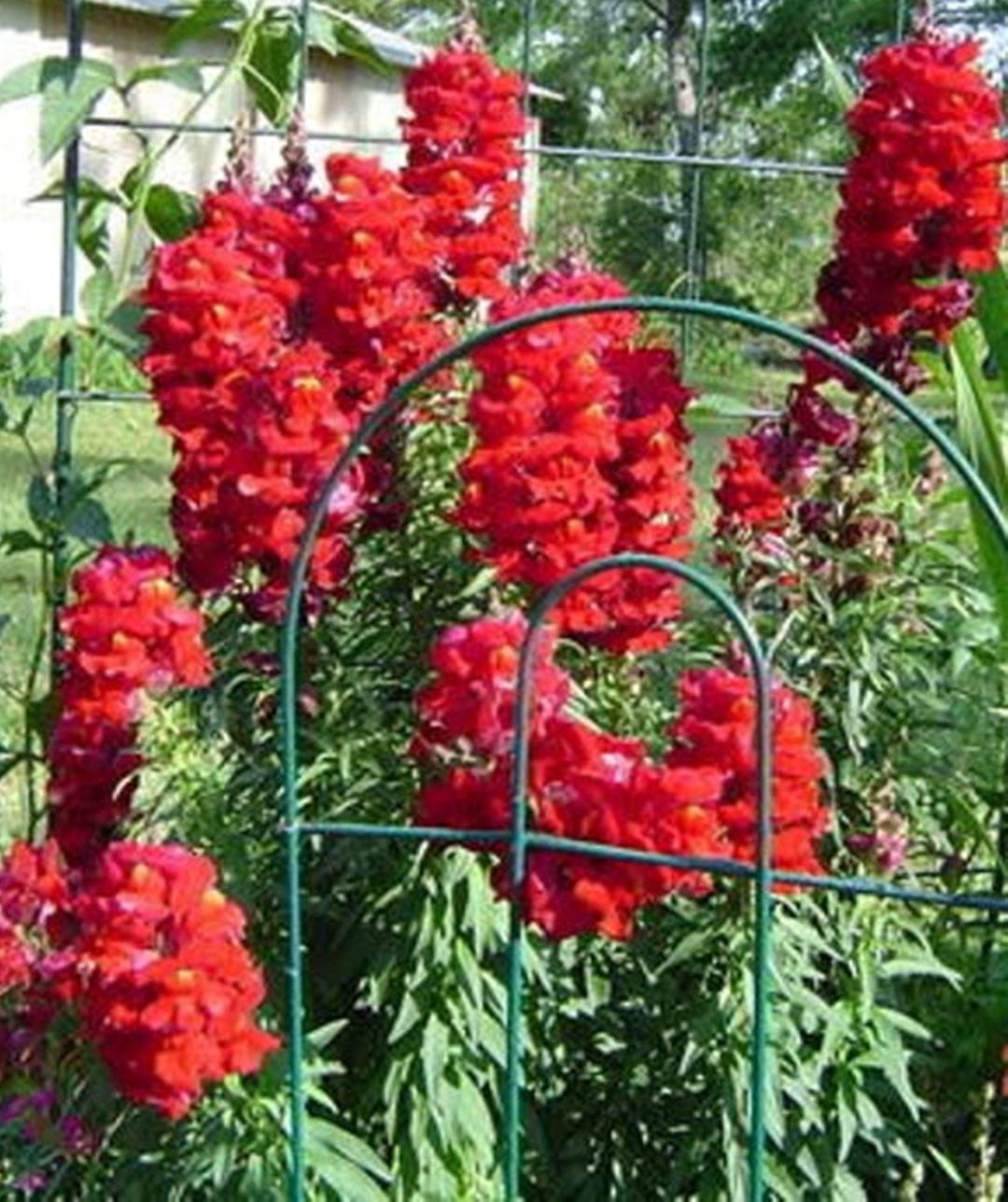 Snapdragon Ruby -50 Seeds - 36" Tall! - Dark Red Blooms - Antirrhinum ...