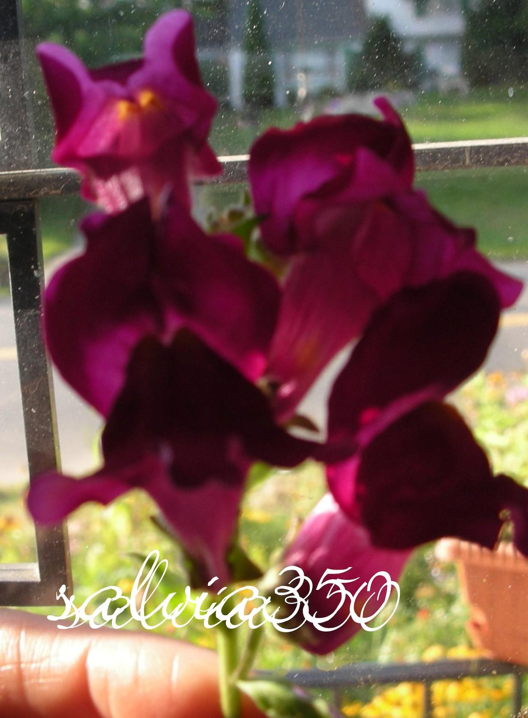 Snapdragon Black Prince -50 Seeds - Gothic - Etsy