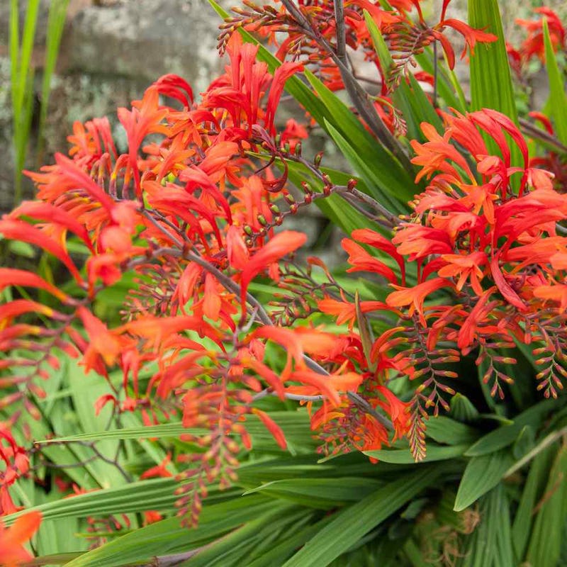 Lucifer Plant - Etsy