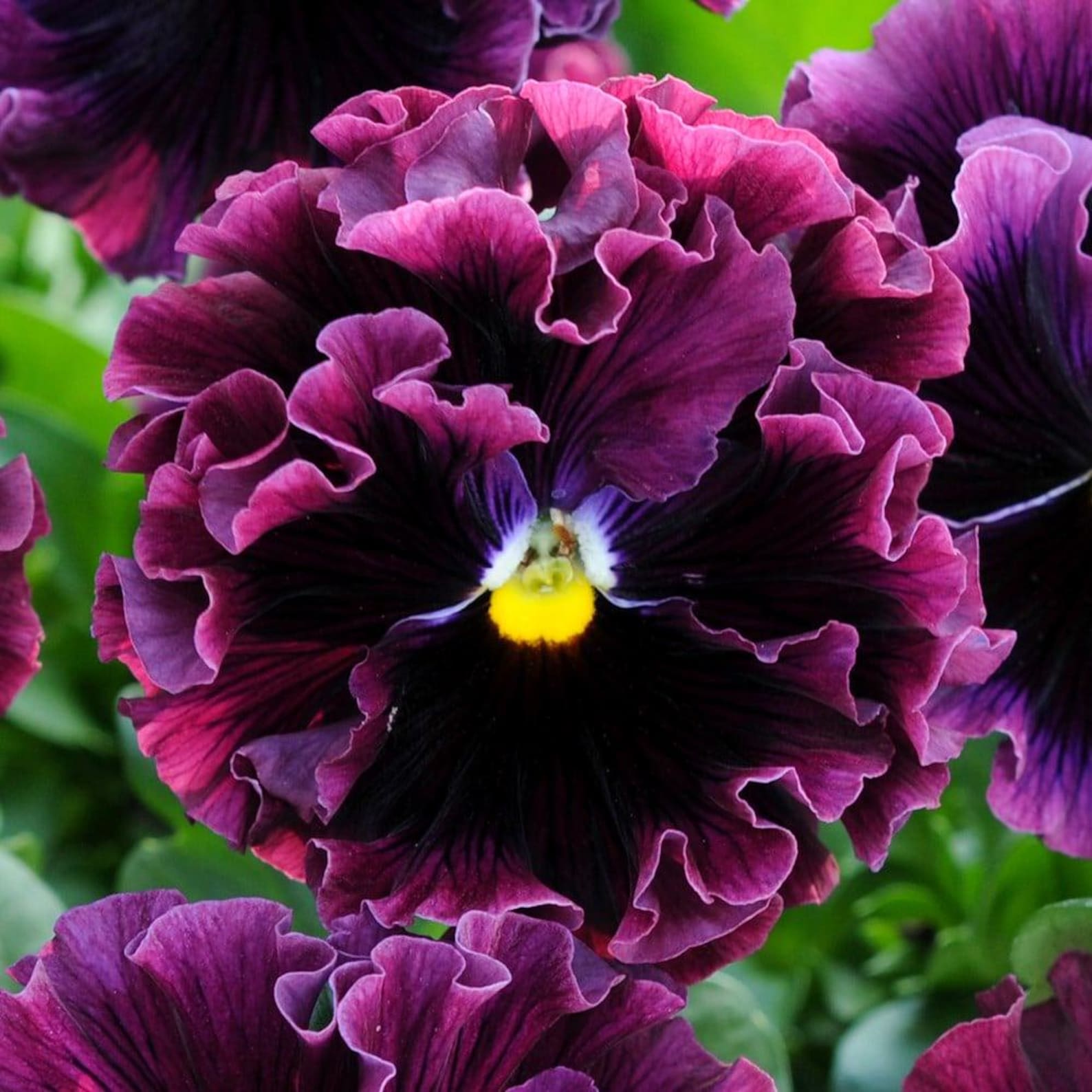 Pansy Frizzle Sizzle Burgundy - 15 Seeds - Ruffled! - Viola X ...