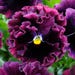 Pansy Frizzle Sizzle Burgundy - 15 Seeds - Ruffled! - Viola X ...