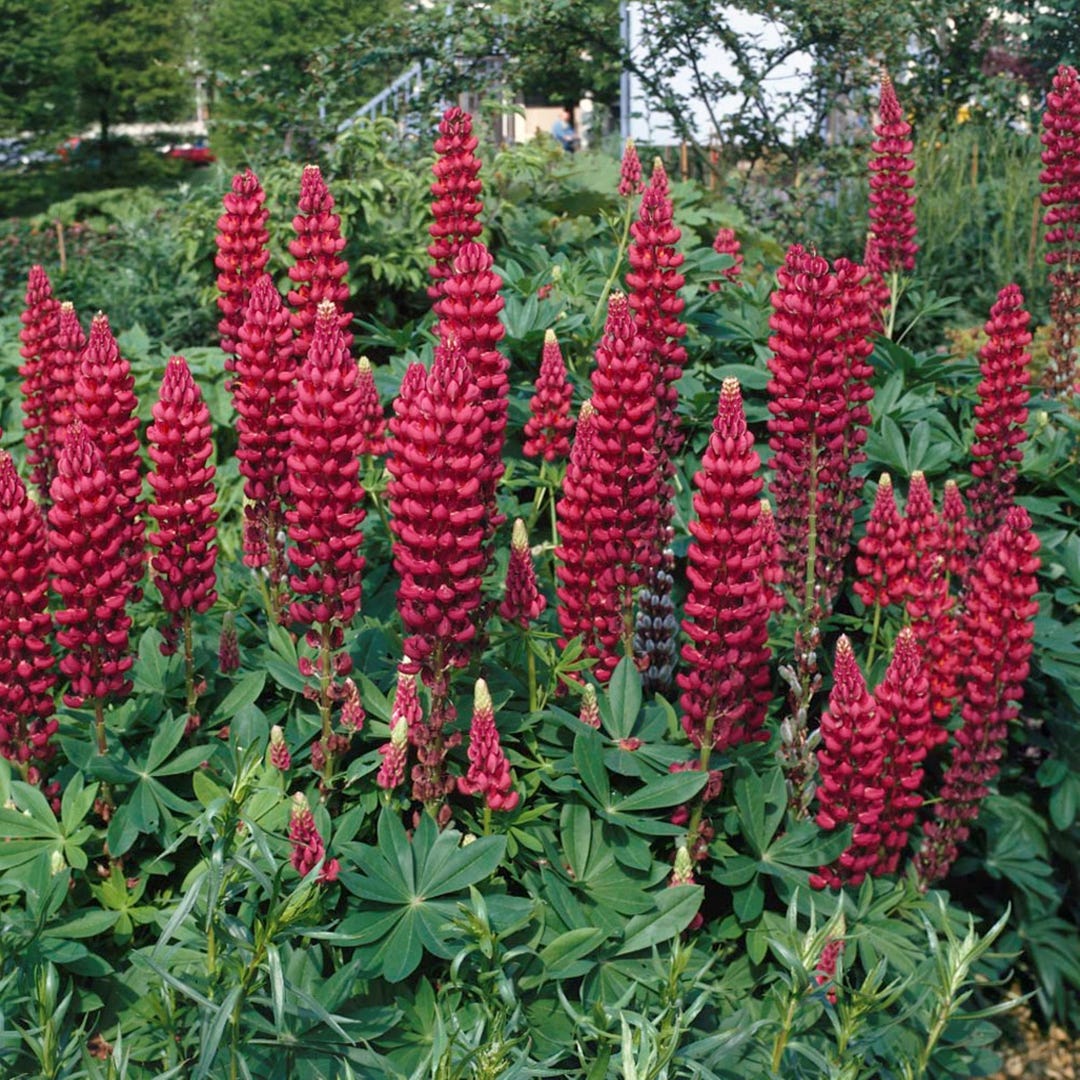 Lupine My Castle - 20 Seeds - Scarlet-red - Lupinus Polyphyllus - Etsy
