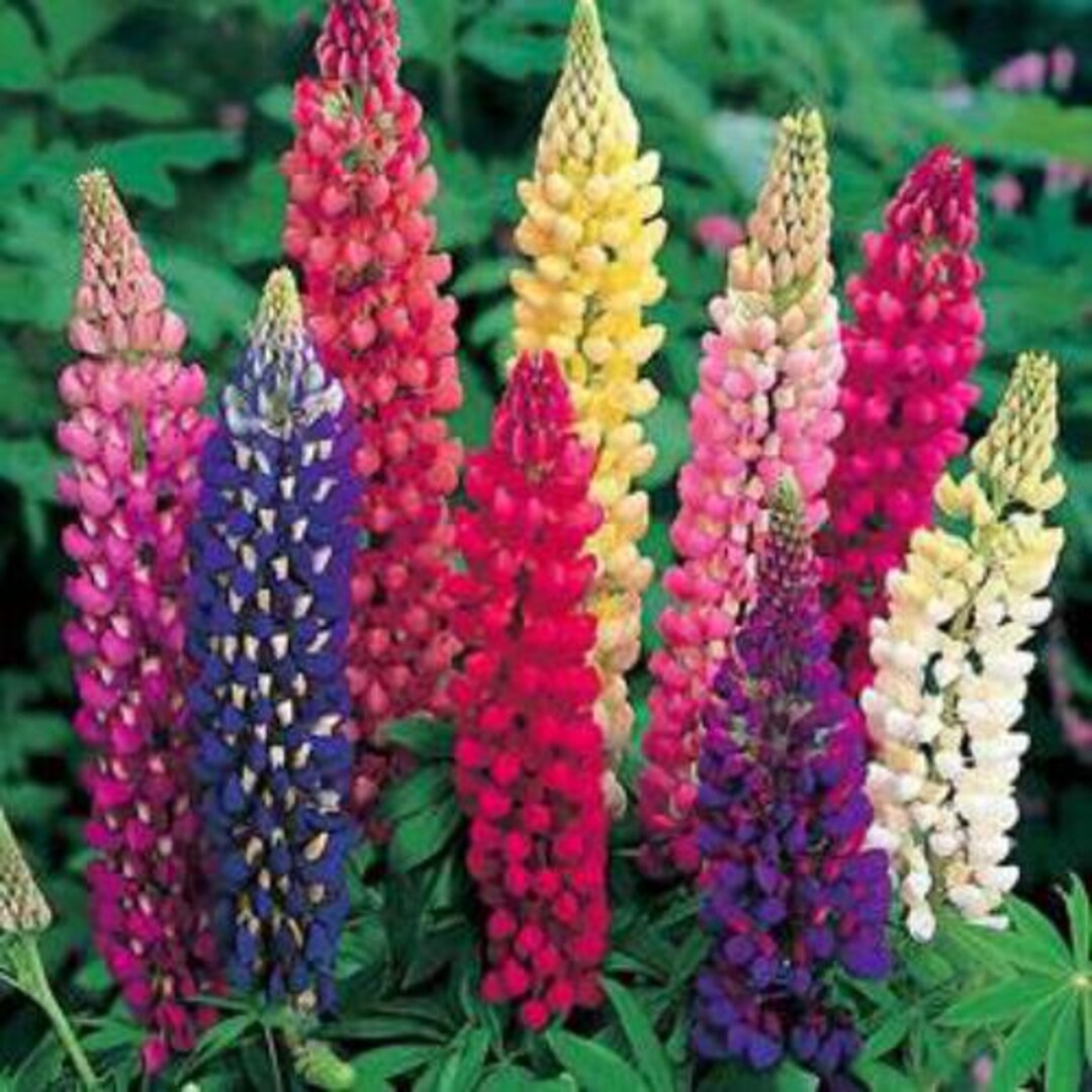 Lupine Russell Mix 100 Seeds Lupinus Polyphyllus - Etsy