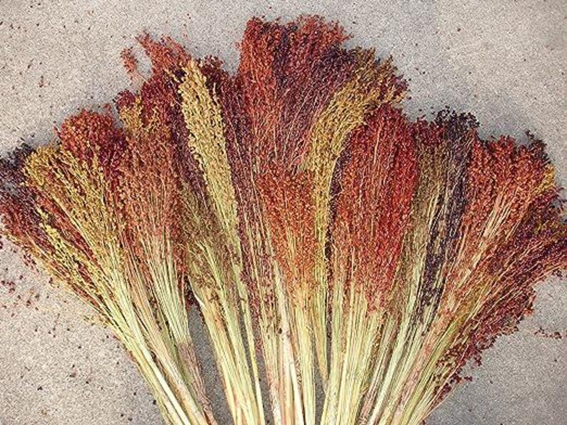 Broom Corn Mix 50 Seeds Rainbow Colors Everlasting Sorghum - Etsy