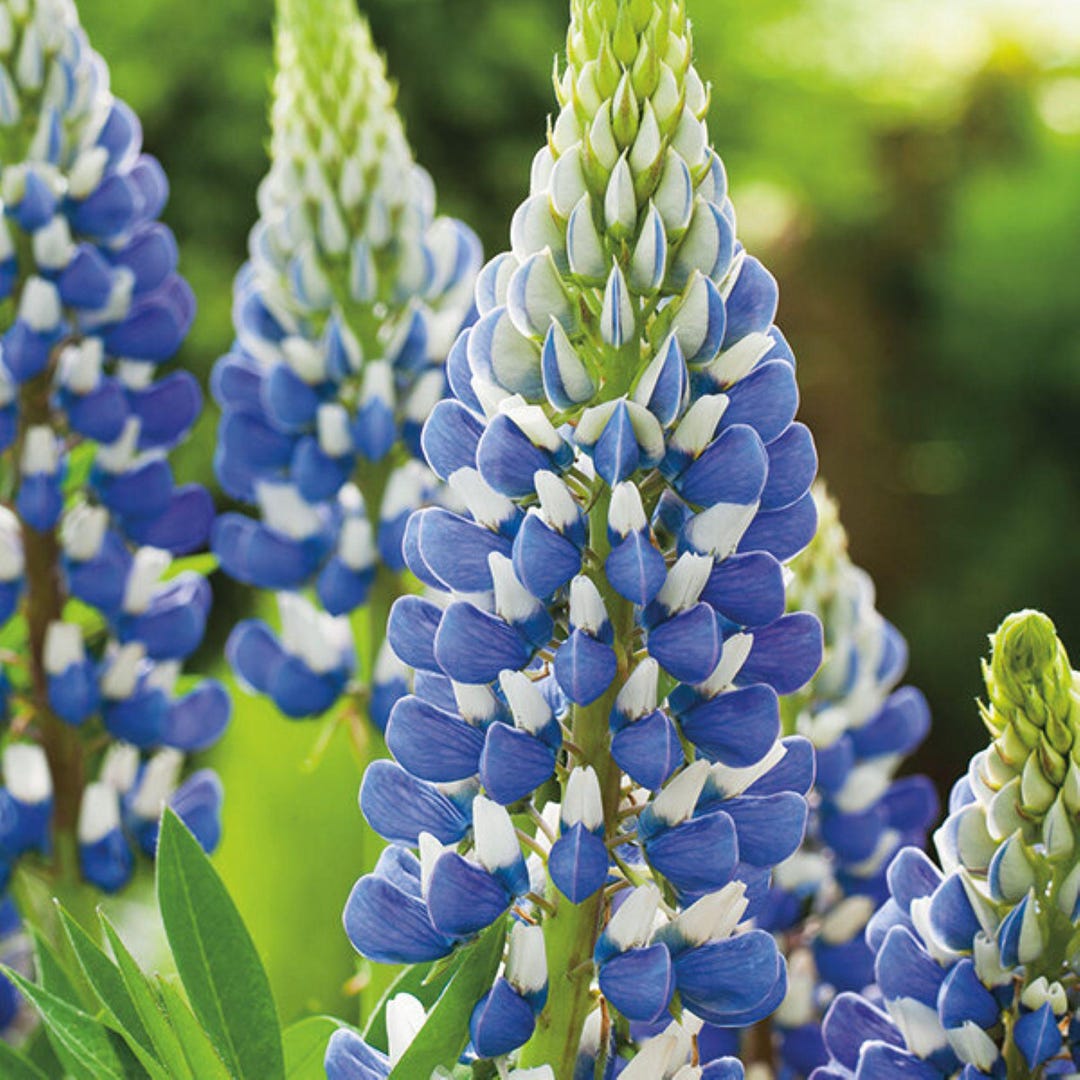 Lupine Deer Resistant
