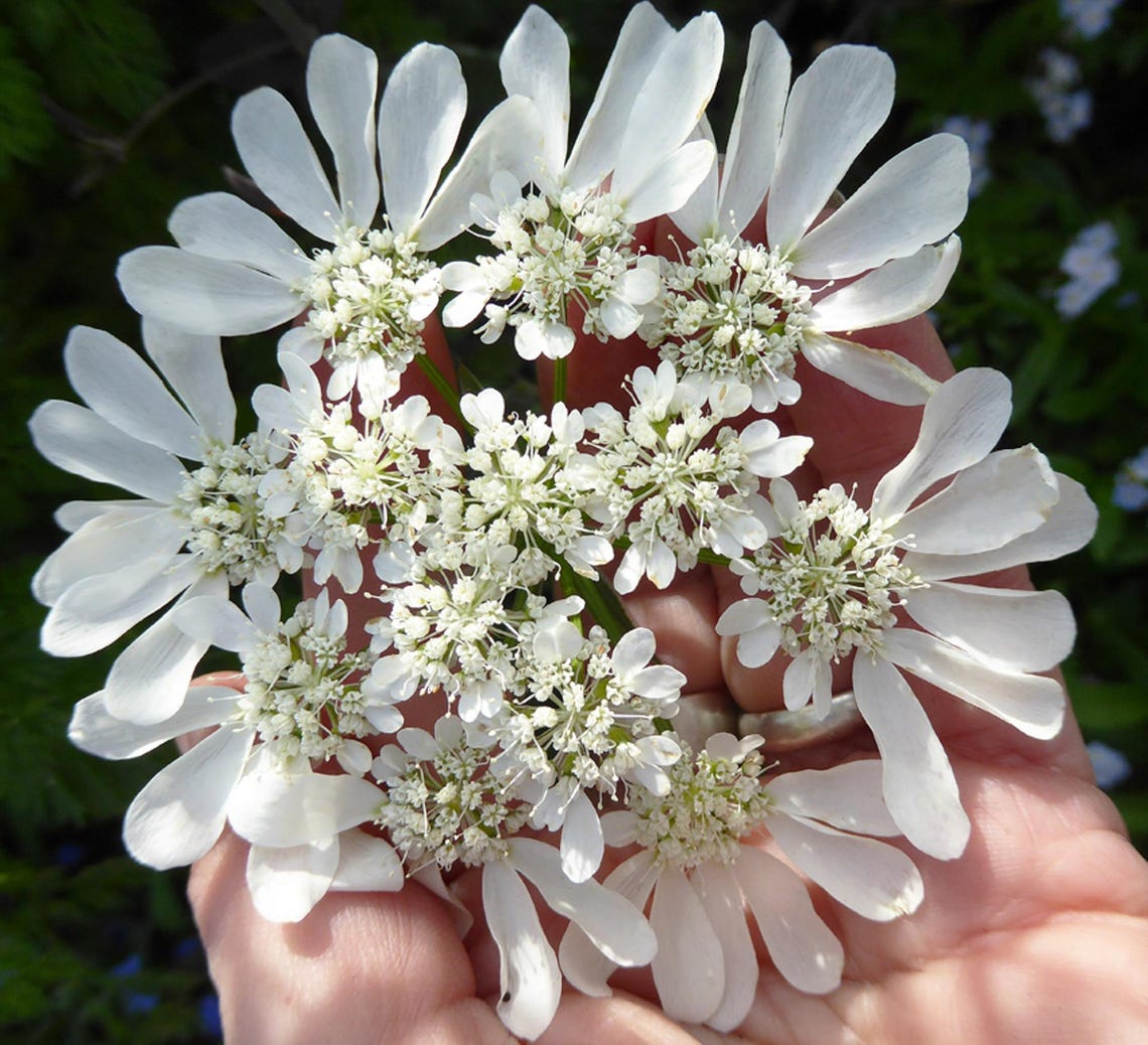 Orlaya Grandiflora White - 25 Seeds -minoan Lace, White Lace - Ammi ...