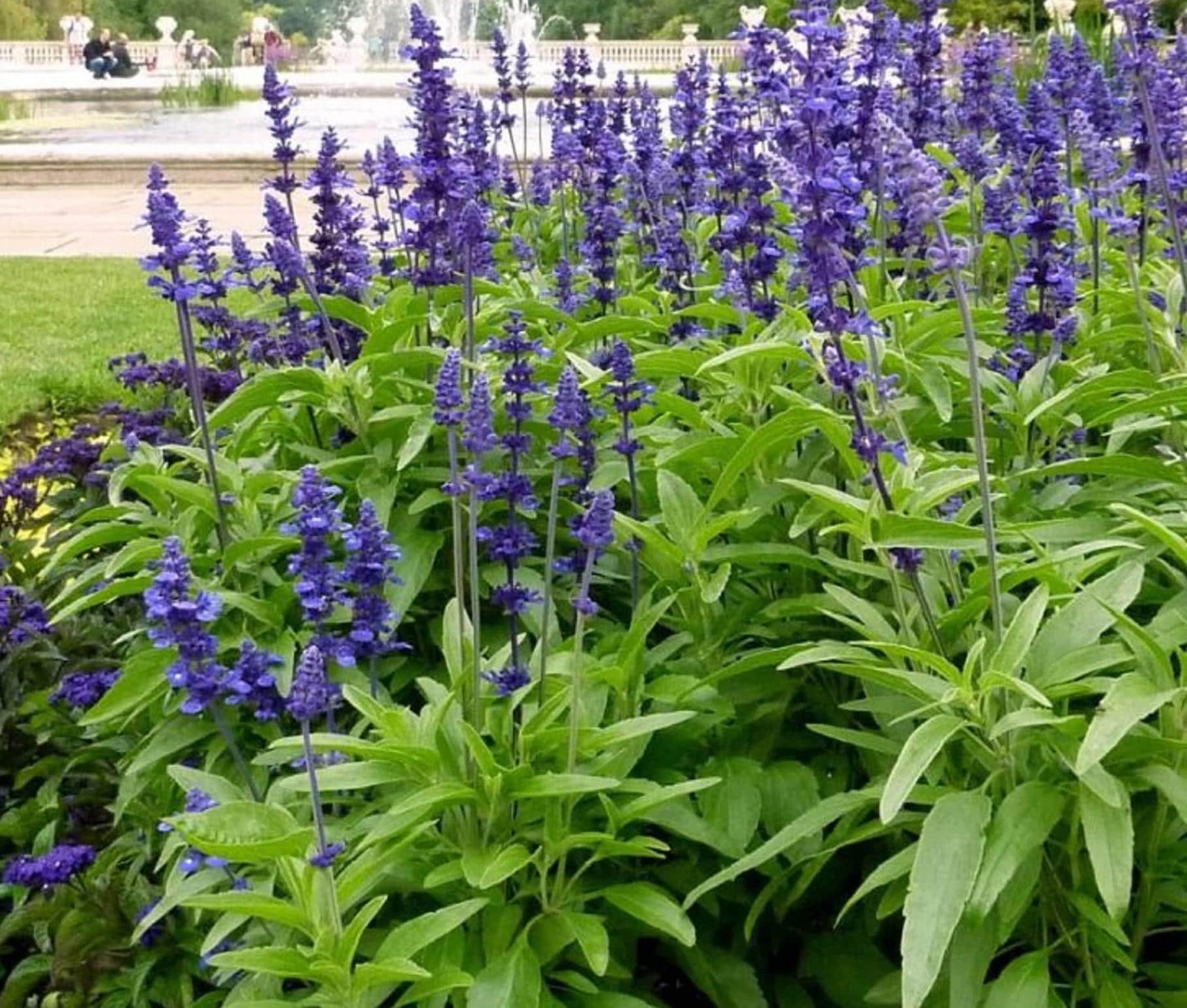 Salvia Blue Victory 50 Seeds - Mealy Cup Sage - Farinacea - Etsy