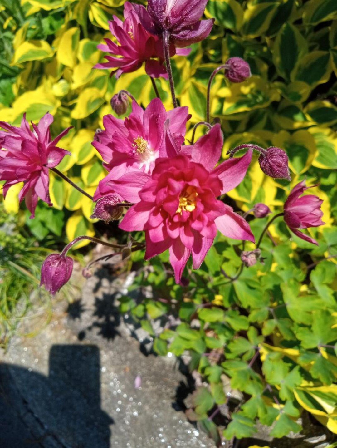 Columbine Dark Rose 25 Seeds 12 Tall Organic spurless Aquilegia ...