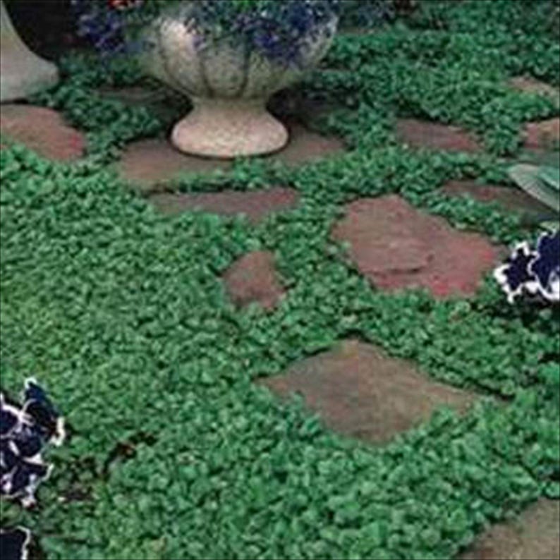 1000 Dichondra Repens - 1000 Seeds -ground Cover - No Mowing ...