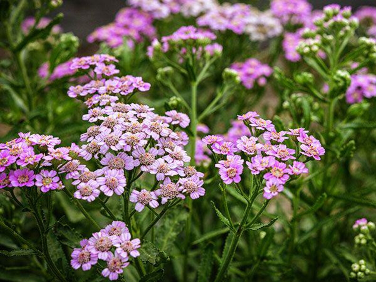Yarrow Love Parade - 20 Seeds - Pink and Yellow - Blooms First Year ...
