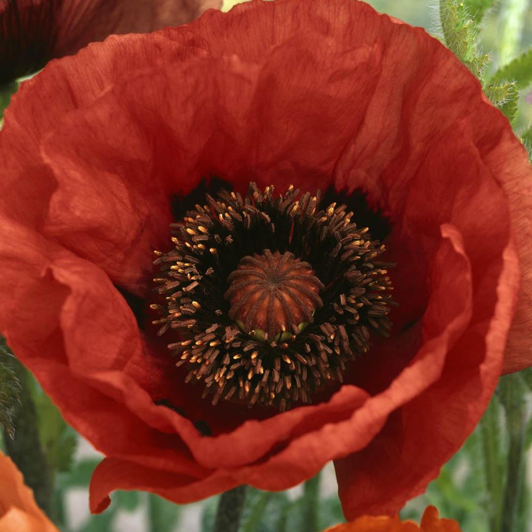 Oriental Poppy Beauty of Livermere - 20 Seeds - Crimson Red -perennial ...