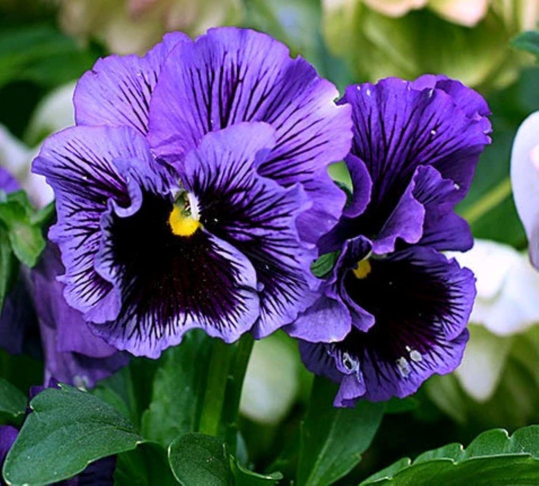 Pansy Frizzle Sizzle Blue - 15 Seeds - Frilly Petals! - Viola X ...