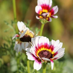 Monarch of the Veldt - Cape Daisy - 50 Seeds - Great Cut Flower! - Etsy