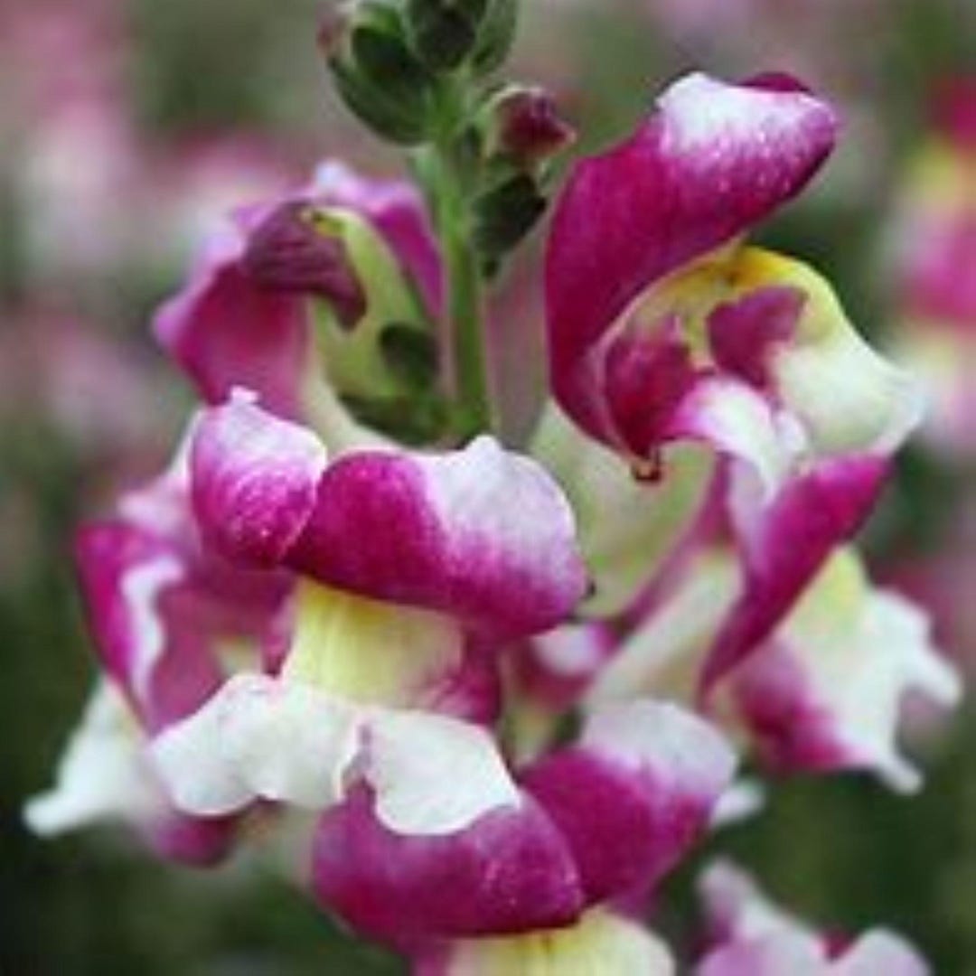 Snapdragon Cherry Twist-50 Seeds-bi-color-cherry Red and Buttercream ...