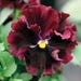 Pansy Frizzle Sizzle Burgundy - 15 Seeds - Ruffled! - Viola X ...