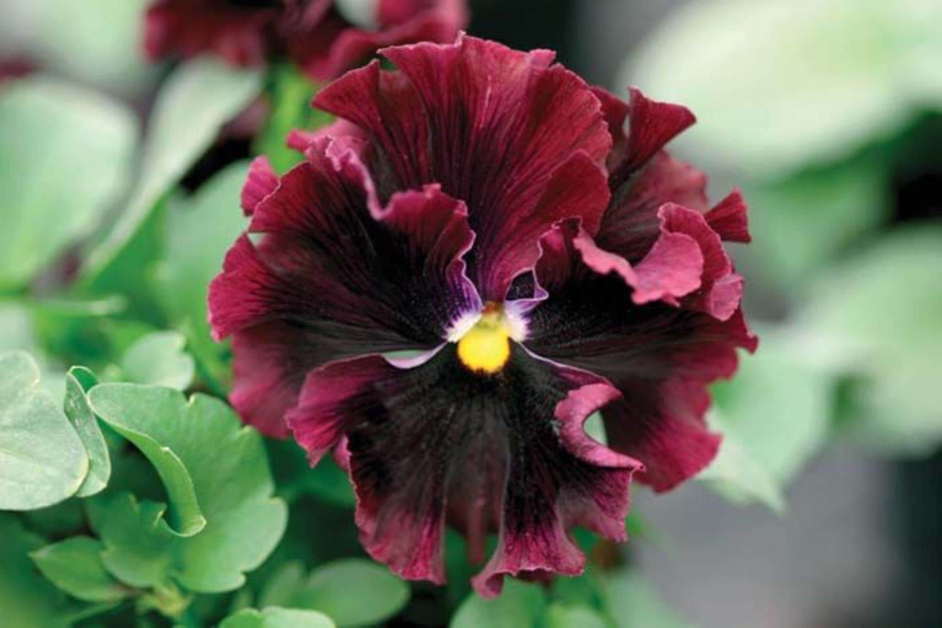 Pansy Frizzle Sizzle Burgundy - 15 Seeds - Ruffled! - Viola X ...