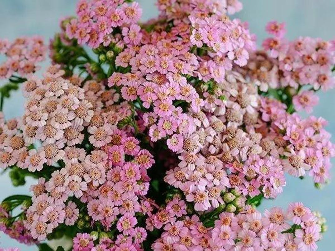 Yarrow Love Parade - 20 Seeds - Pink and Yellow - Blooms First Year ...