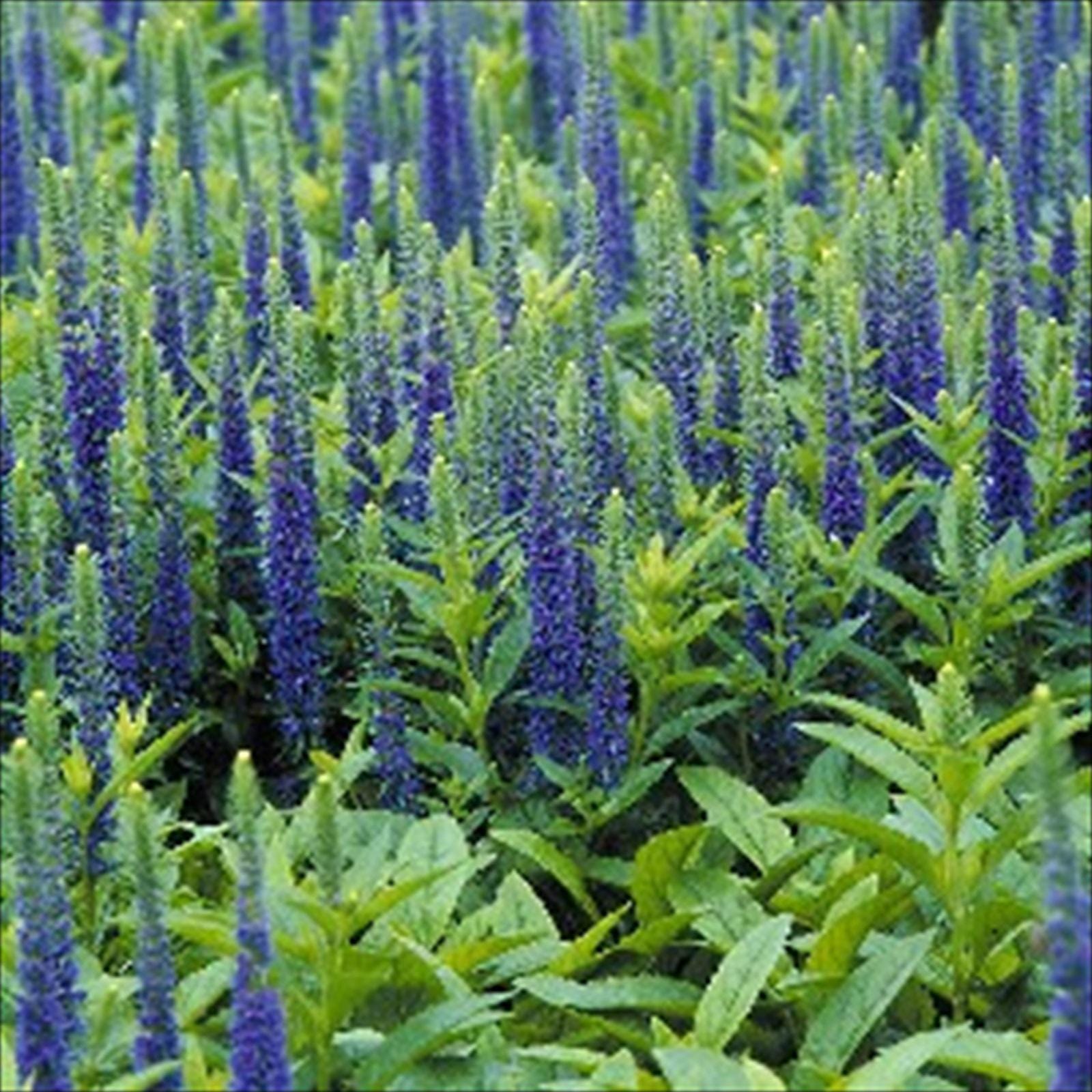 Veronica Speedwell - 35 Seeds - Violet Blue - Perennial - V. Spicata - Etsy