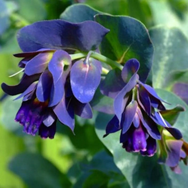Cerinthe Major Plant - Etsy