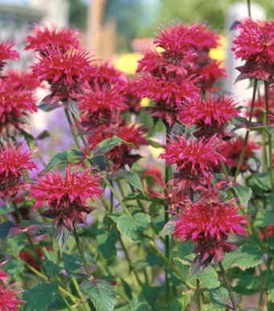 Monarda Bee Balm Scarlet - 10 Seeds - Panorama Red - Edible - Herb!! - Etsy