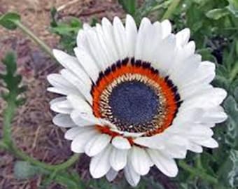 50+ Vendium White Cape Daisy / Monarch of the Veldt / Annual / Flower ...