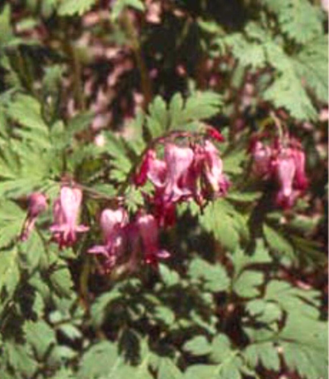 Dicentra Eximia Dwarf - 10 Seeds - Shade! - 12" Tall - Etsy