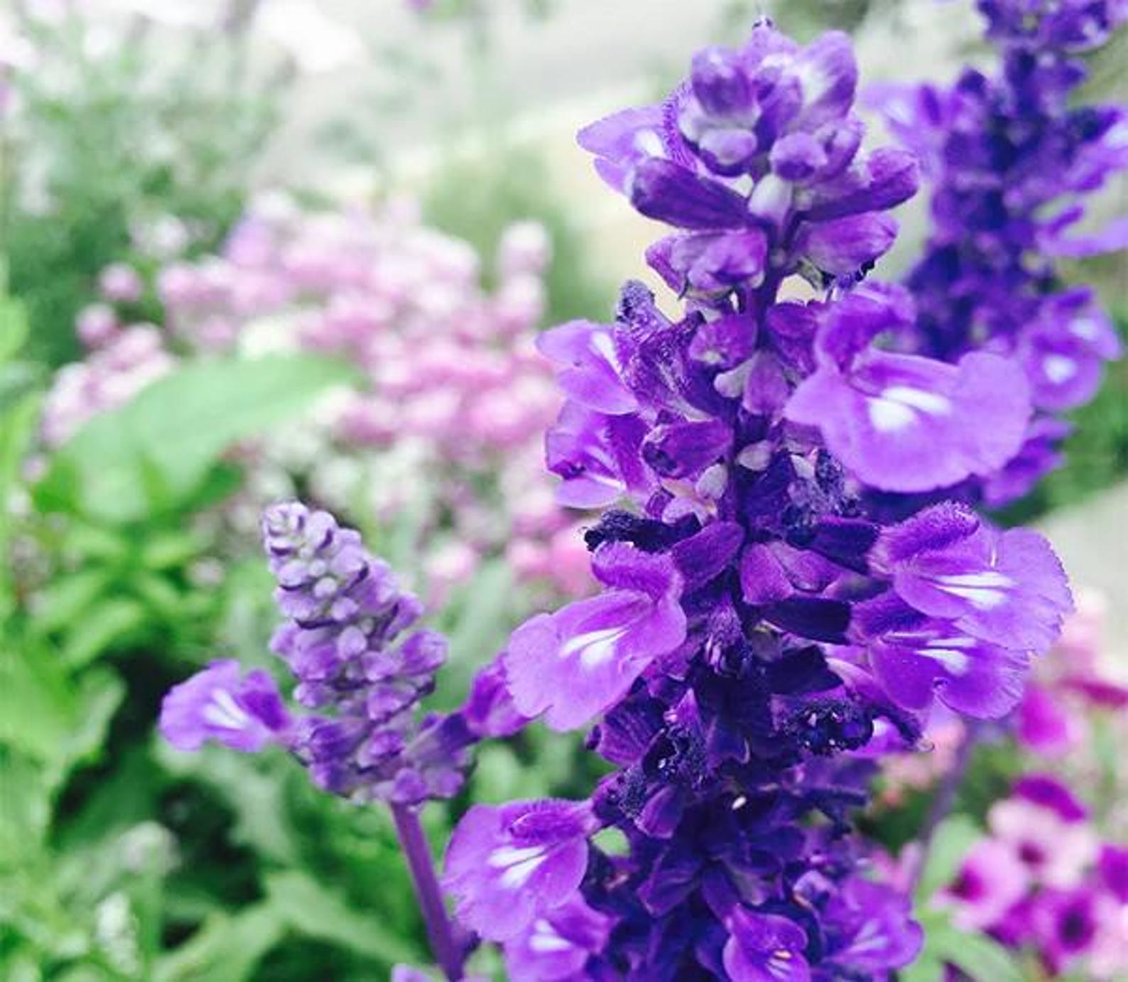 Salvia Blue Victory 50 Seeds - Mealy Cup Sage - Farinacea - Etsy
