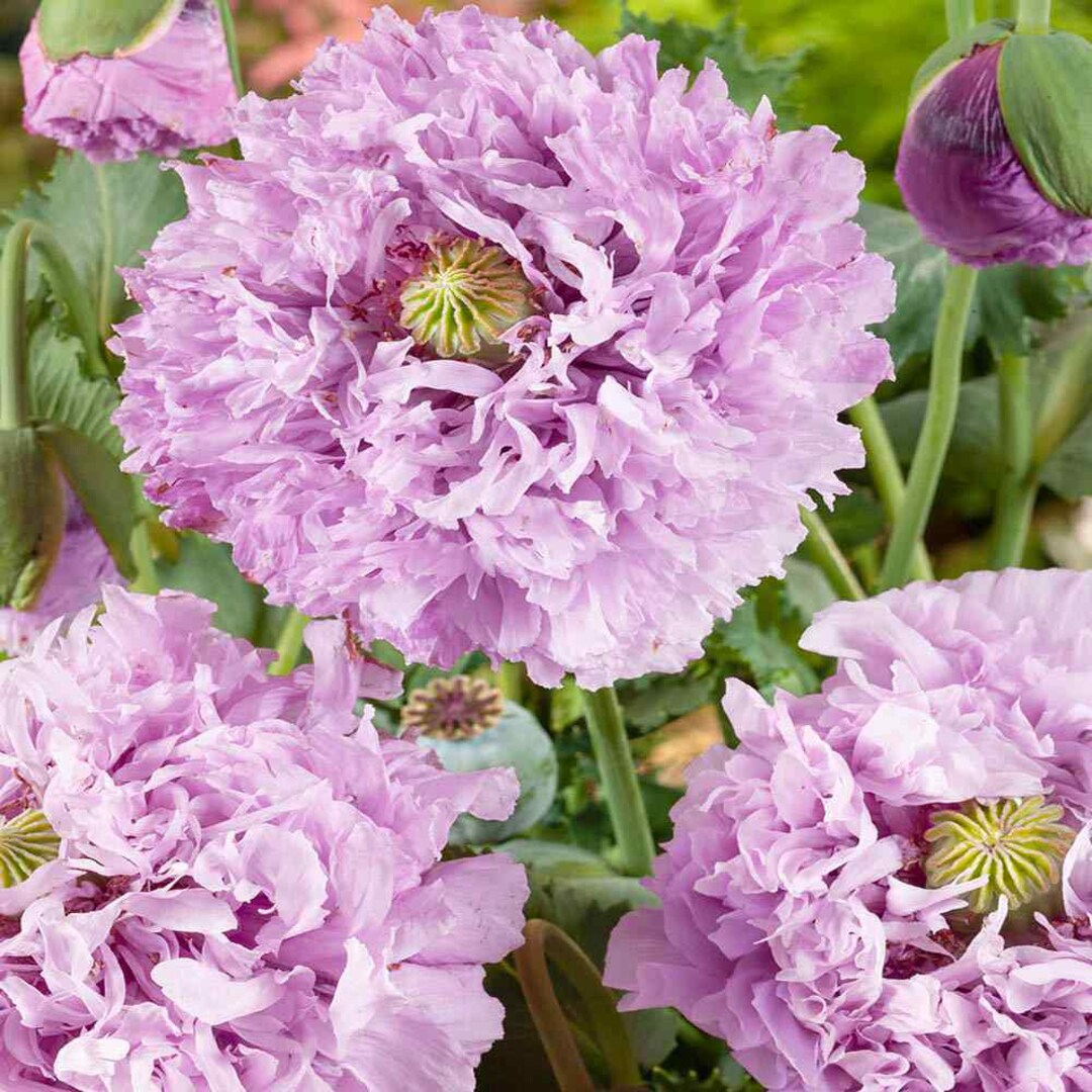 Peony Poppy Candy Floss - 15 Seeds- Lilac!! - Dried Arrangements. - Etsy