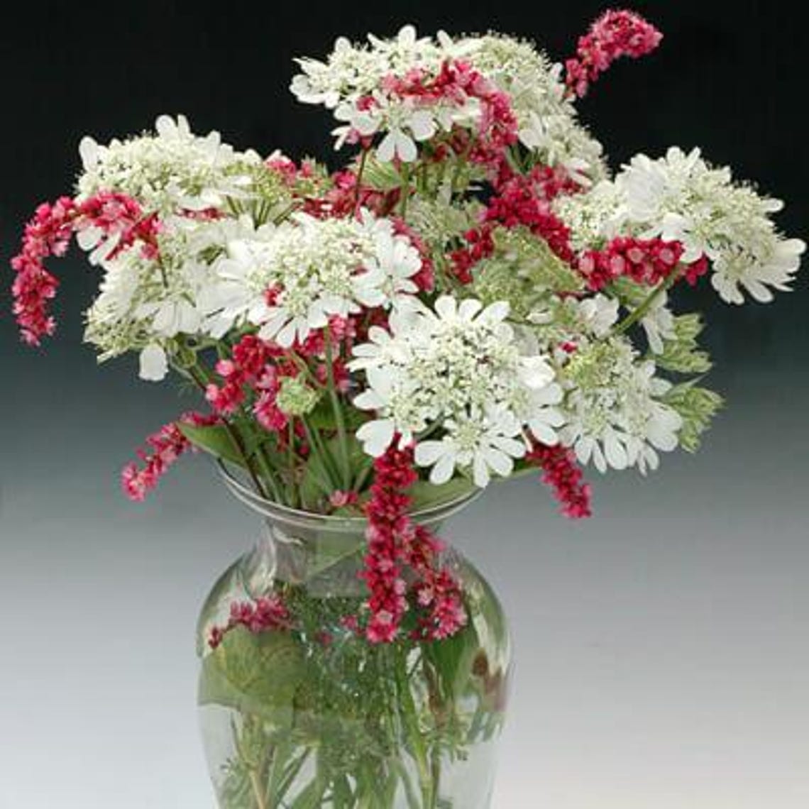 Orlaya Grandiflora White - 25 Seeds -minoan Lace, White Lace - Ammi ...