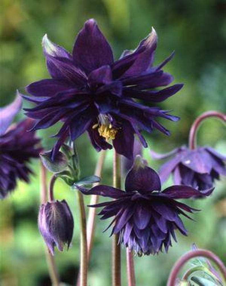 Columbine Black Barlow - 8 Seeds - Gothic - Attracts Hummingbirds ...