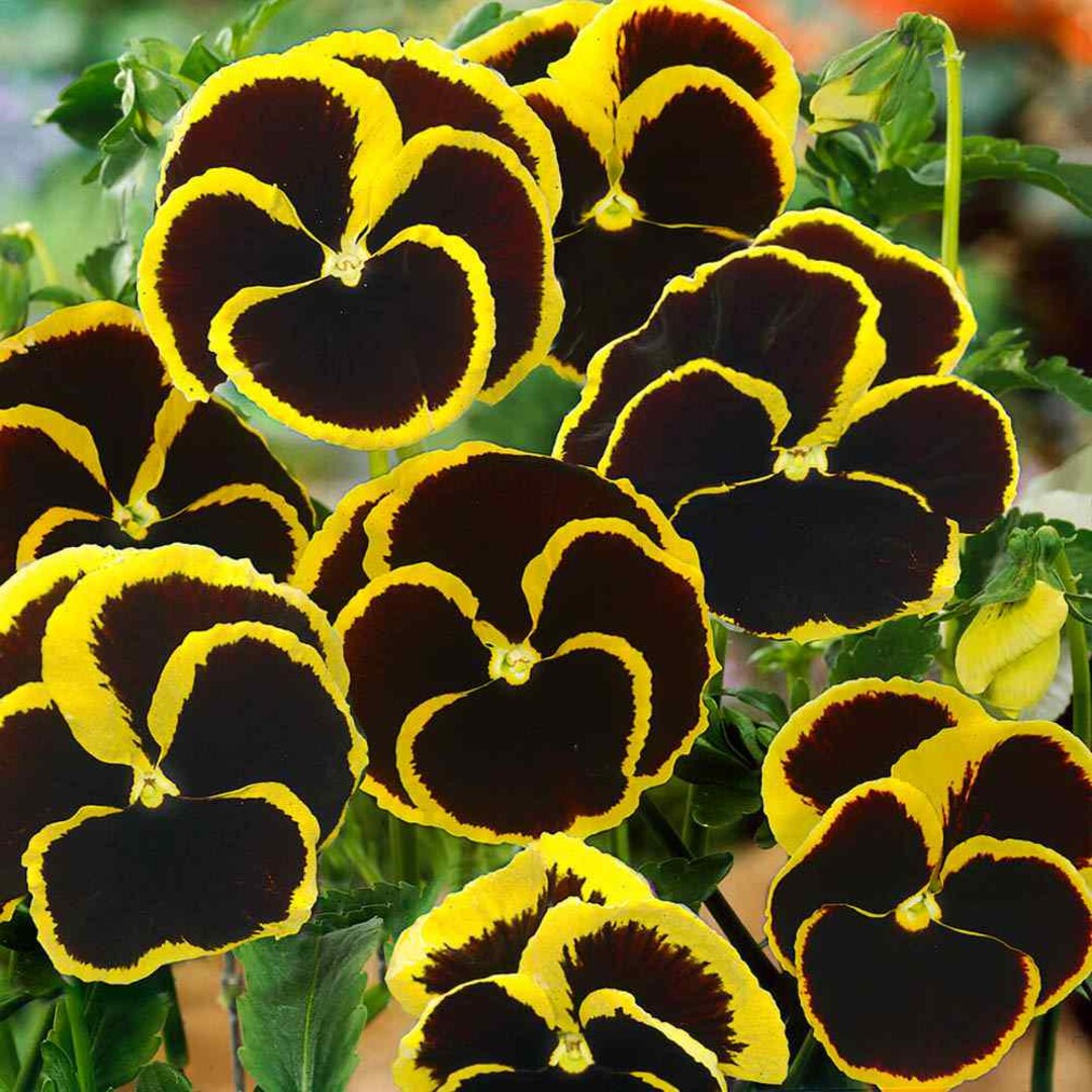 Pansy Brunig - 10 Seeds - Velvet Black With Yellow Picotee Edge - Viola ...