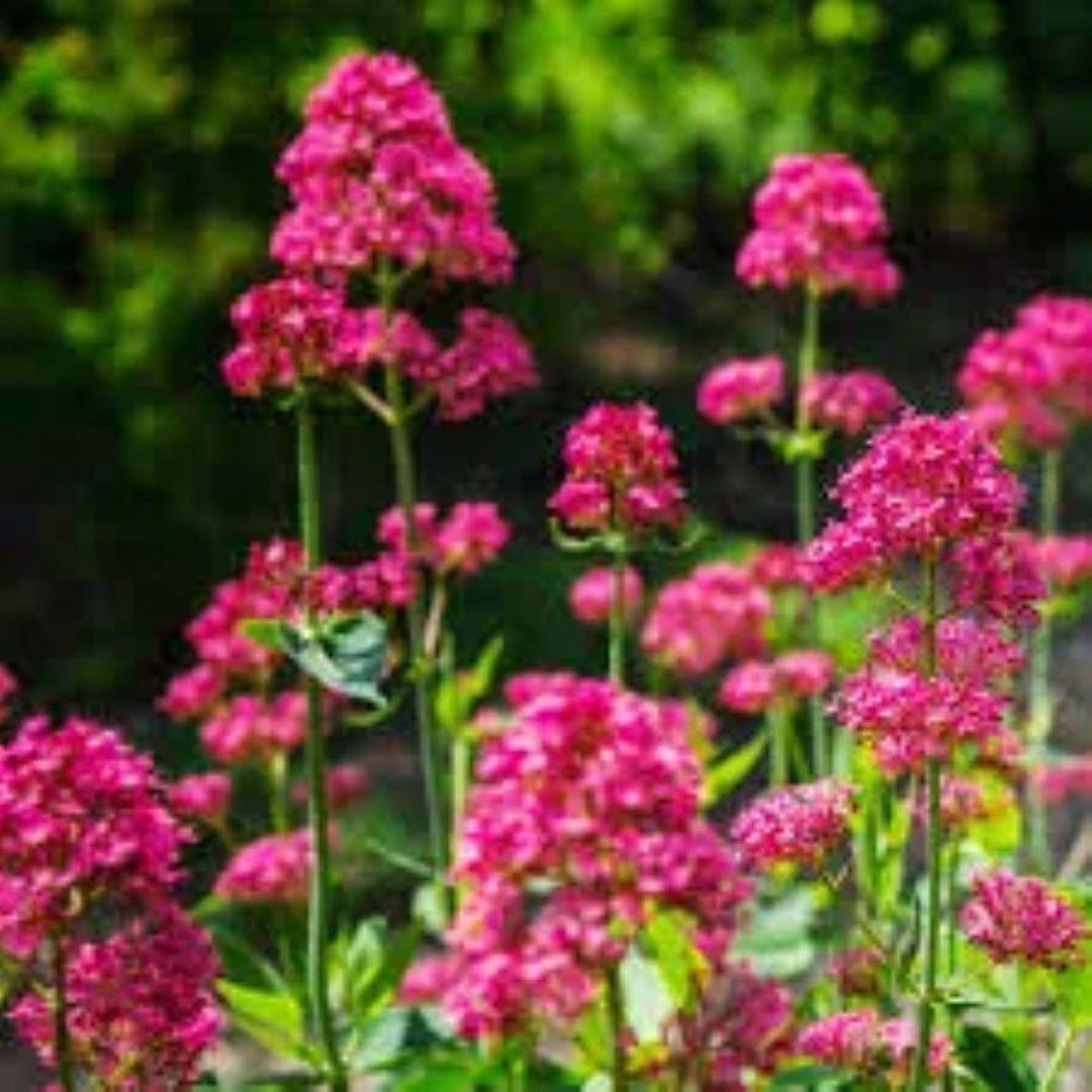 Jupiter's Beard Red -25 Seeds - Keys of Heaven - Perennial -centranthus ...