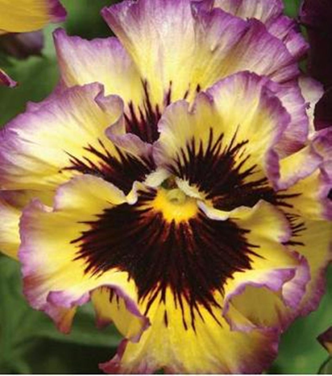 Pansy Frizzle Sizzle Lemonberry - 15 Seeds - Ruffled Pansy -viola - Etsy