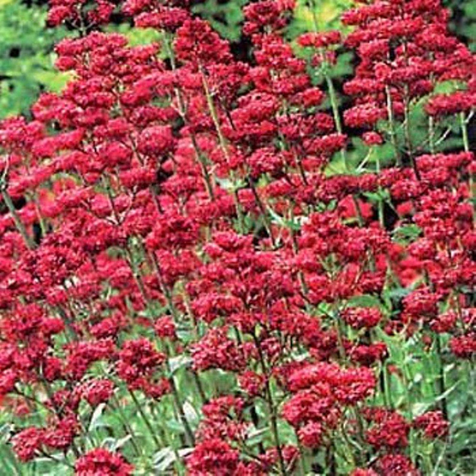 Jupiter's Beard Red -25 Seeds - Keys of Heaven - Perennial -centranthus ...