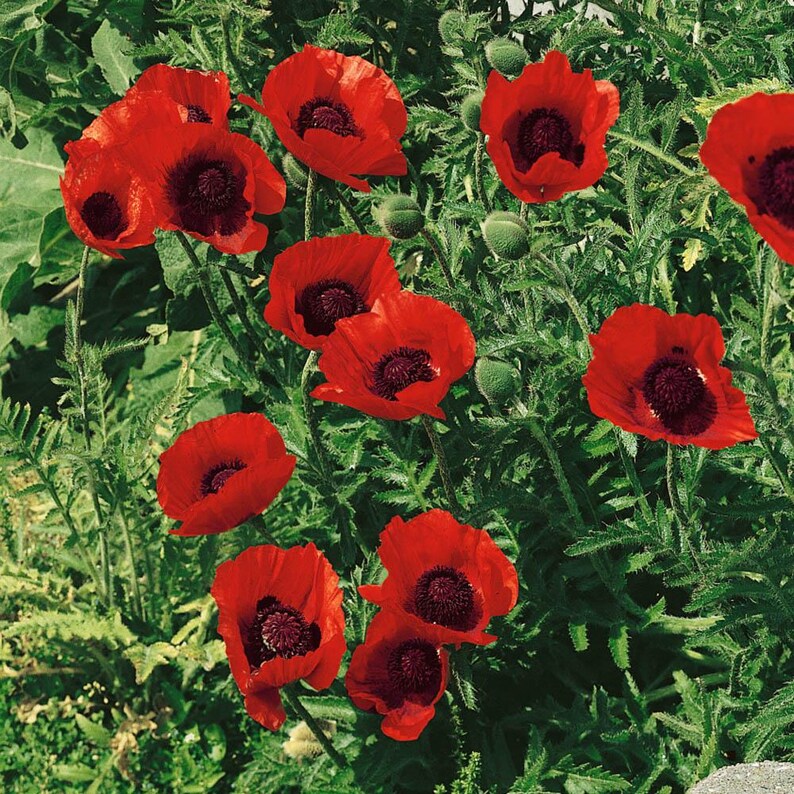 Oriental Poppy Beauty of Livermere - 20 Seeds - Crimson Red -perennial ...