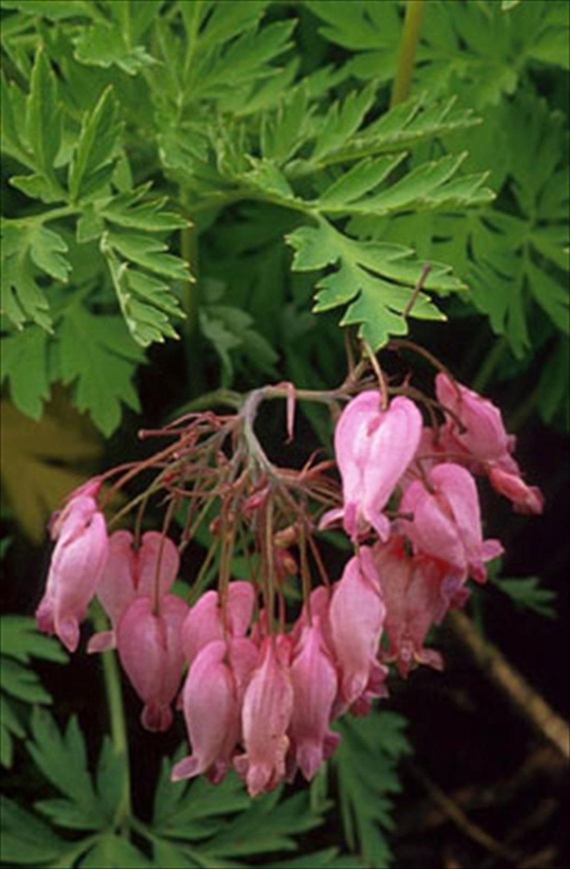 Dicentra Eximia Dwarf - 10 Seeds - Shade! - 12" Tall - Etsy