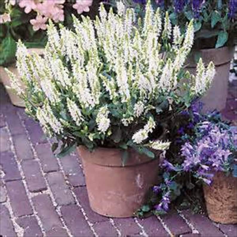 Salvia White Victory - 50 Seeds - Perennial - S. Farinacea - Etsy