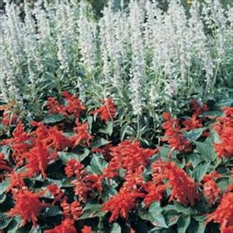 Salvia White Victory - 50 Seeds - Perennial - S. Farinacea - Etsy