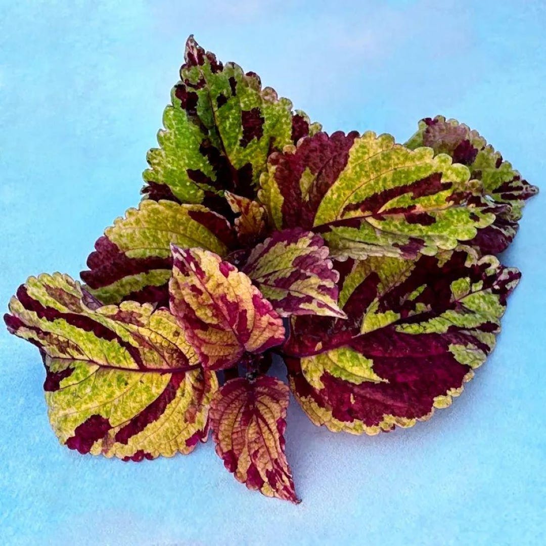 Coleus Picasso - 25 Seeds - Lime Green and Hot Pink - House Plant Also ...