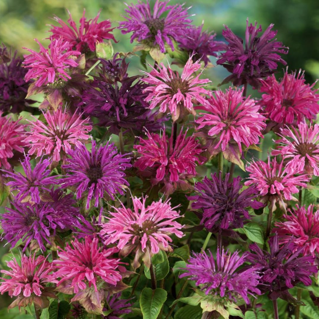 Monarda Bee Balm Mix - 20 Seeds - Perennial - Herb - Deer Resistant ...