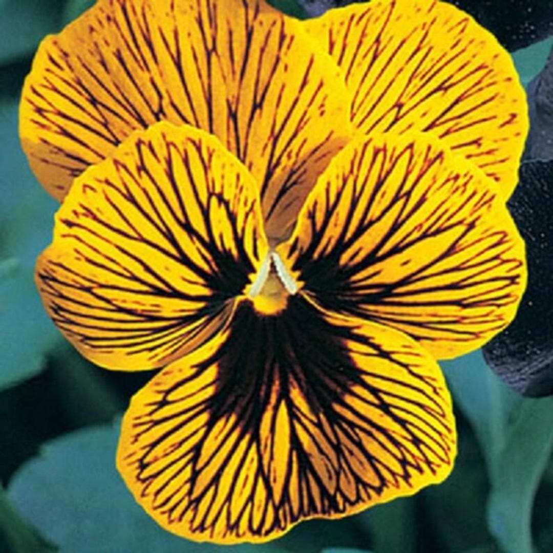 Viola Tiger Eye Yellow - 15 Seeds - Black Veins - Viola Cornuta - Etsy