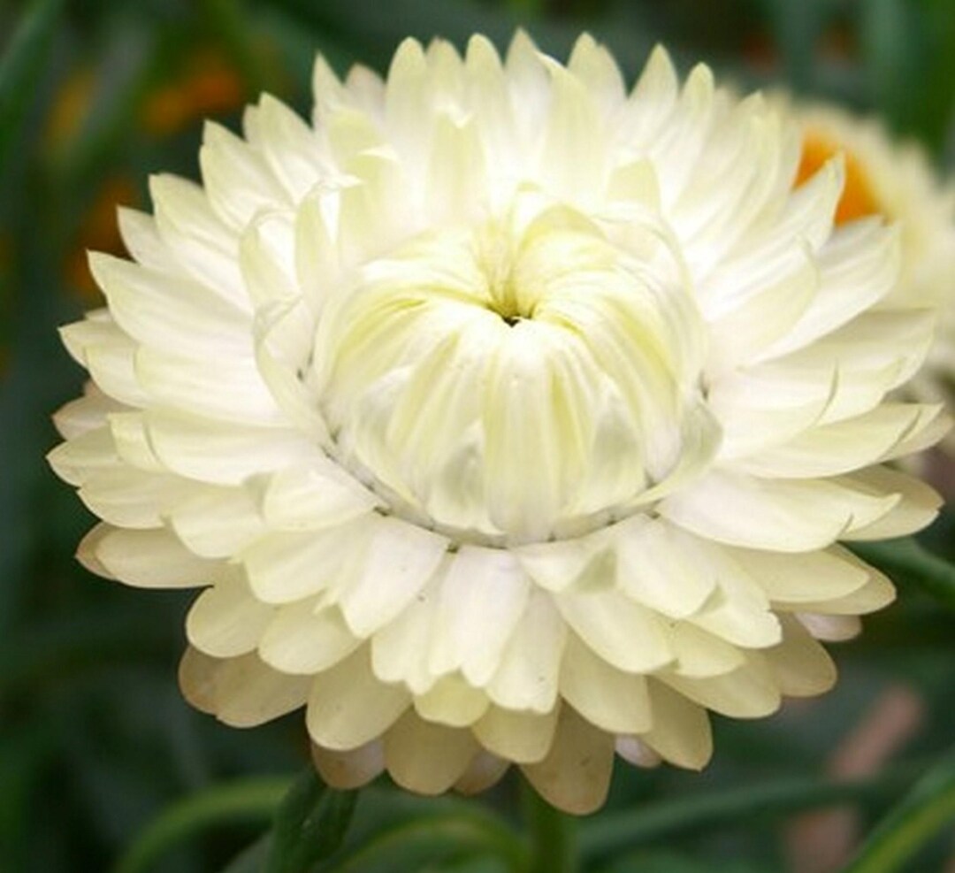 Strawflower Vintage White- 100 Seeds - Paper Daisy - Pure White ...
