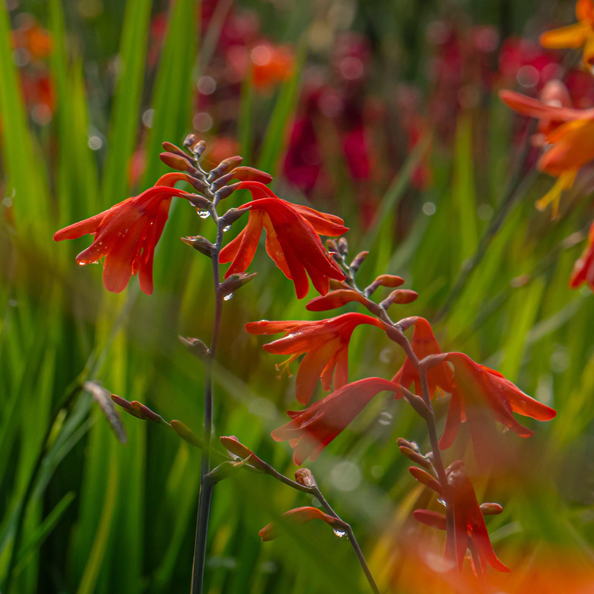 Crocosmia Lucifer's Tongue 25 Seeds - Etsy