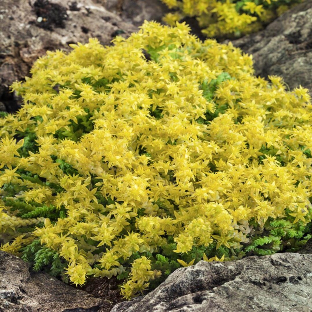 Sedum Stonecrop - 100 Seeds - Groundcover - Xeriscape - Sedum Acre - Etsy