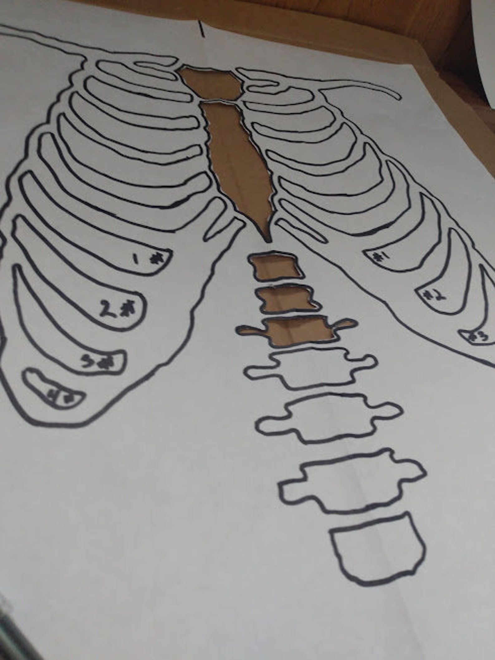 Bleached Skeleton Ribcage Design Handmade Stencil Art Size - Etsy