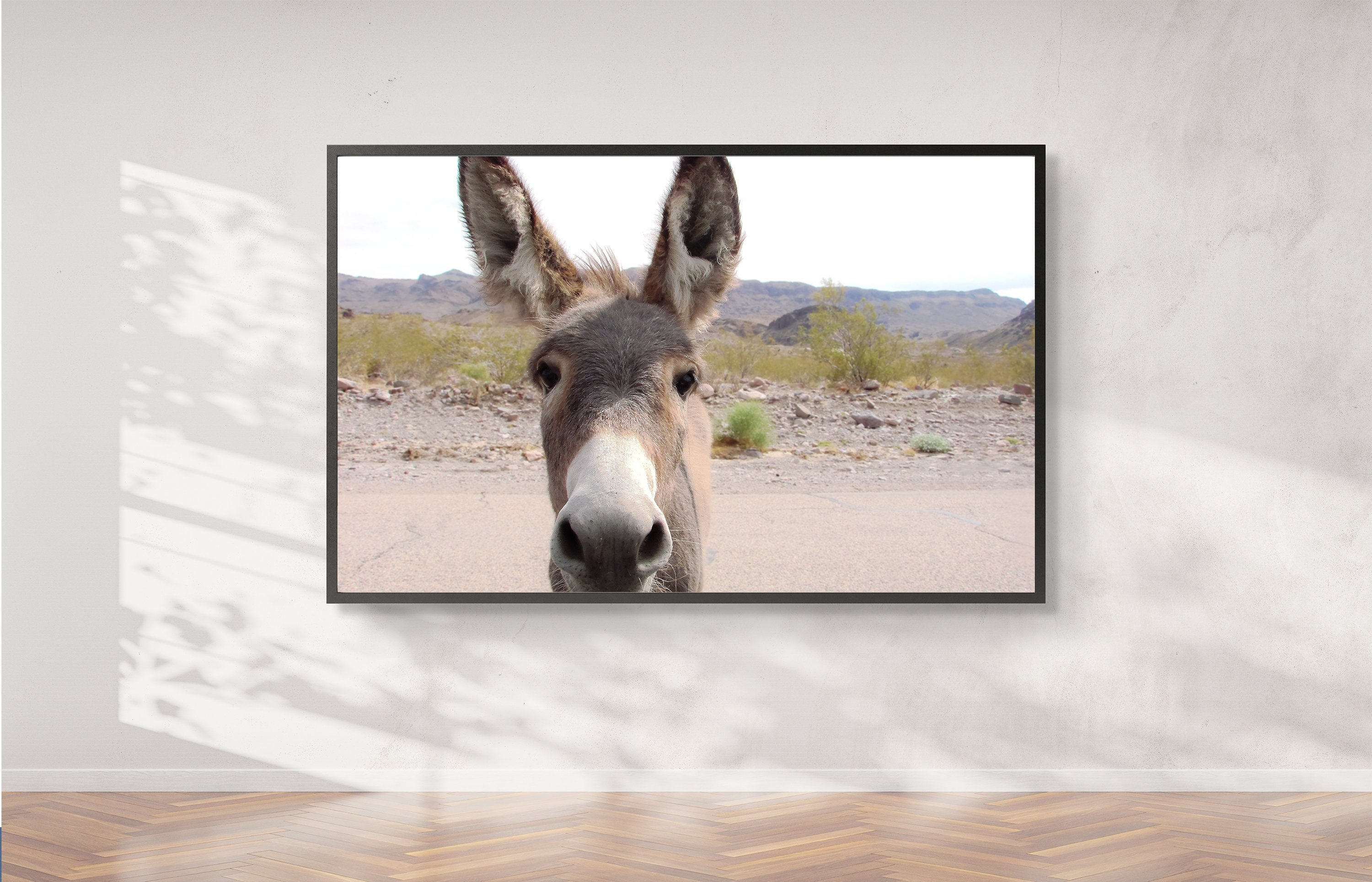 Donkey Burro Desert Route 66 California Wilderness Wasteland Abandoned ...