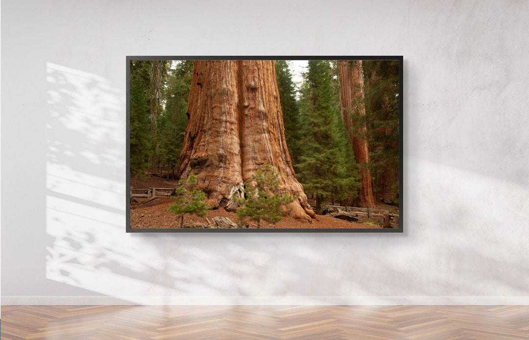 Sequoia National Park GENERAL SHERMAN California Forest Trees Home ...